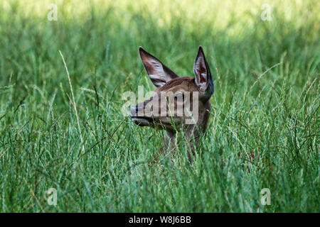 Roe Deer, Capreolus capreolus. Except for Central and Sound Europe ...