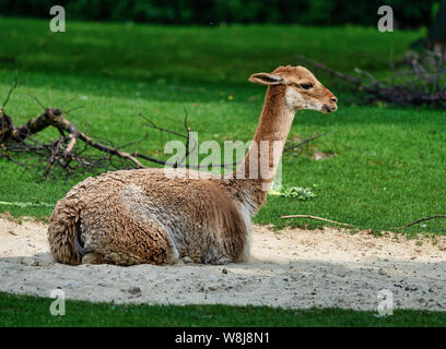 Vicunas, Vicugna Vicugna, relatives of the llama which live in the high ...