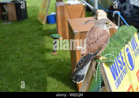 Wild birds show owls Eagle UK England Stock Photo - Alamy