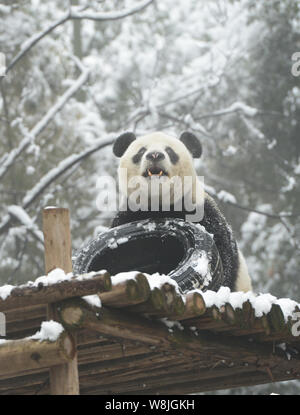 Giant panda Wei Wei plays on a snow-covered wooden stand at Wuhan Zoo ...