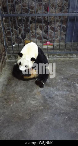 Female giant panda Jingjing rests at the Chengdu Research Base of Giant ...