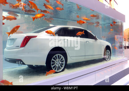 Red carps swim around a Cadillac CT6 on display in a fish tank in ...