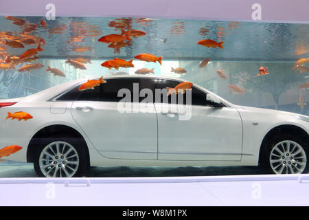 Red carps swim around a Cadillac CT6 on display in a fish tank in ...