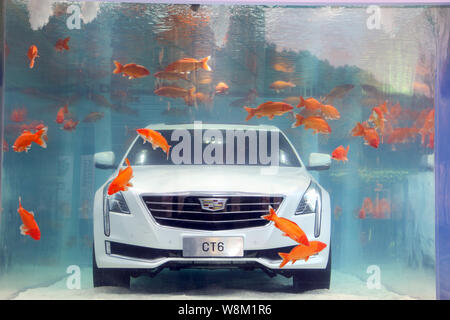 Red carps swim around a Cadillac CT6 on display in a fish tank in ...