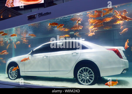 Red carps swim around a Cadillac CT6 on display in a fish tank in ...