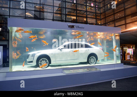 Red carps swim around a Cadillac CT6 on display in a fish tank in ...