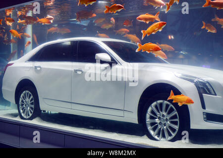 Red carps swim around a Cadillac CT6 on display in a fish tank in ...