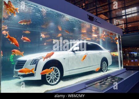 Red carps swim around a Cadillac CT6 on display in a fish tank in ...