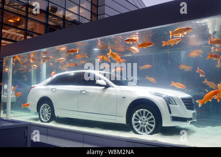 Red carps swim around a Cadillac CT6 on display in a fish tank in ...