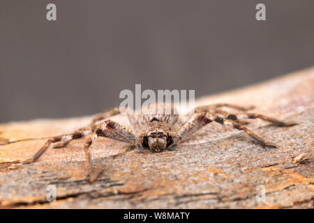 Huntsman Spider (Holconia montana Stock Photo - Alamy