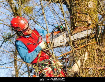 Treeworker doing his arduous and demanding job Stock Photo - Alamy