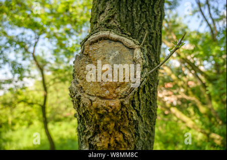 Leaking juice from a damaged tree Stock Photo - Alamy