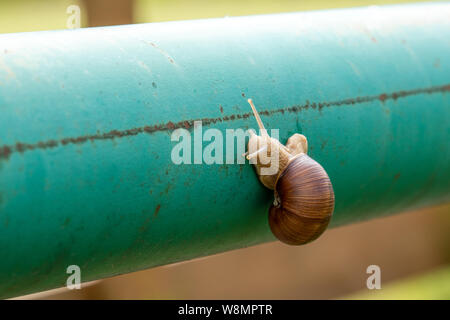 Snail crawling on the metal pole next to a green garden Stock Photo - Alamy