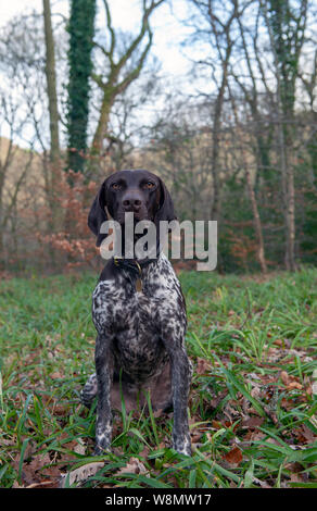 German short haired pointer ( GSP ) liver roan & ticked coat. Posing ...