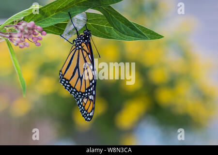 Monarch butterfly emerged from cocoon, empty chrysalis, pumping ...