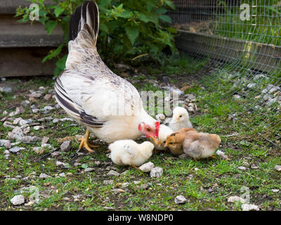 One day old Bantam chicks, UK Stock Photo - Alamy