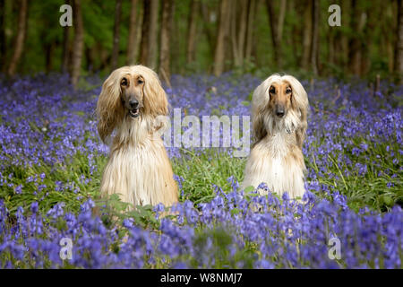 two afghan hounds Stock Photo - Alamy