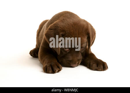Seven week old Chocolate Labrador Puppies sleeping in a cardboard box ...