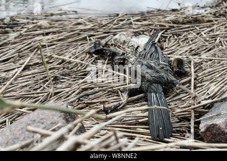The corpse of a black bird can be a little intimidating as denizen of ...