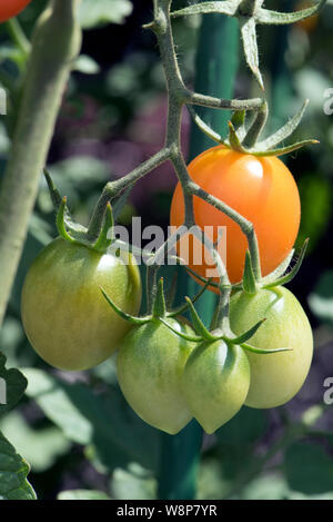 Mini orange tomatoes ripening on the vine Stock Photo - Alamy