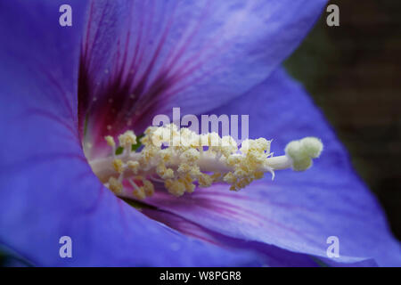 Blue Hibiscus, Hibiscus syriacus 'Blue Bird', Malvaceae, Asia. Aka ...