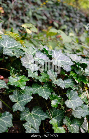 Green ivy, close up Stock Photo - Alamy