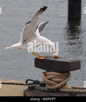 Bremerhaven, Germany. 09th Aug, 2019. Two seagulls "argue" while ...
