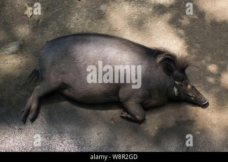Philippine warty pig (Sus philippensis Stock Photo - Alamy