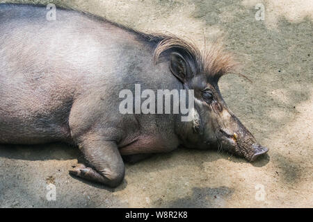 Philippine warty pig (Sus philippensis Stock Photo - Alamy