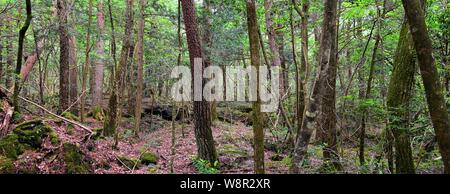Views of forest path to Bat Cave around Mount Fuji Japan, by ...