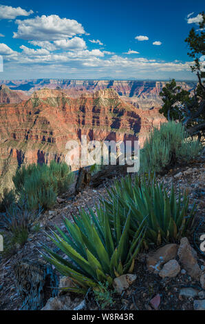 Agave, Grand Canyon National Park, Arizona Stock Photo - Alamy