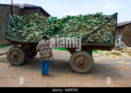 SISAL HEMP - INDUSTRY Agave plants from which is produced a fibre used ...