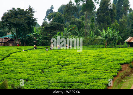 Tea plantations in Kenya Stock Photo - Alamy