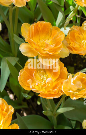 Yellow terry spring tulips close-up. Floral background for copy space ...