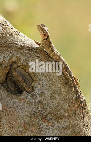 Agama lizard on a trunk Stock Photo - Alamy