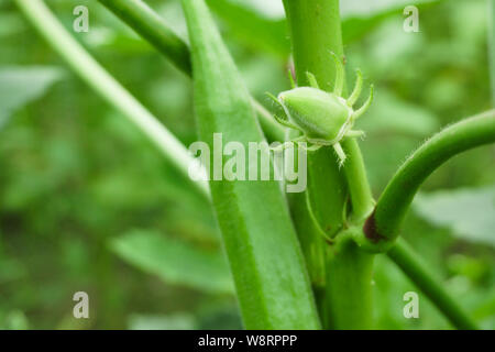 Okra bloom Abelmoschus esculentus also known as ladies' finger or ...