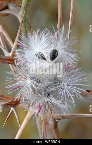 Flying seeds in wild garden backlit Stock Photo - Alamy