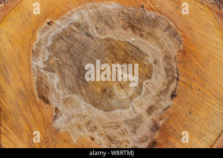 cross section of birch tree close up. Birch trunk section pattern ...