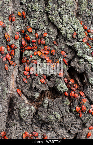 firebug (Pyrrhocoris apterus), group adults and larvae on bark, Germany ...