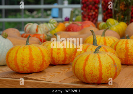 A lot of small orange and yellow pumpkins at the bottom of the frame on ...