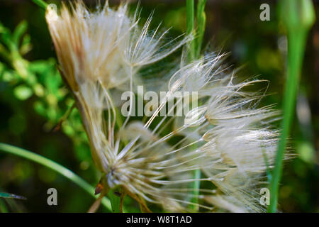 Wild flower photographed at Tel Apollonia, on the Mediterranean Coast ...