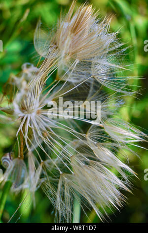 Wild flower photographed at Tel Apollonia, on the Mediterranean Coast ...
