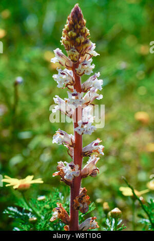 Wild flower photographed at Tel Apollonia, on the Mediterranean Coast ...