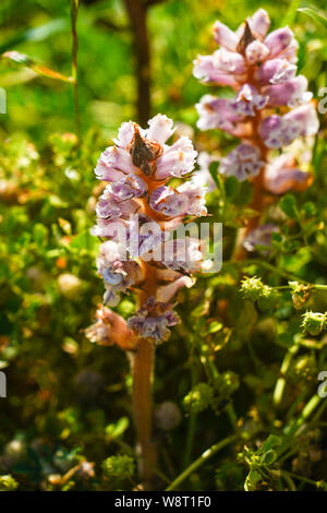 Wild flower photographed at Tel Apollonia, on the Mediterranean Coast ...