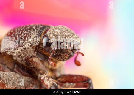 Macro photo of a cute june beetle with mud on its head and body, large ...