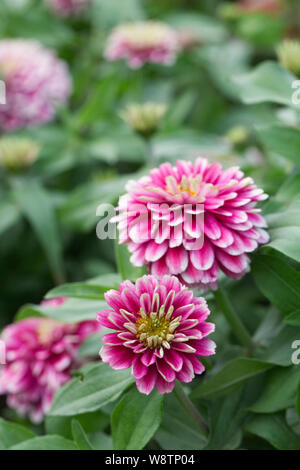 Zinnia Zahara Double Raspberry Ripple Stock Photo - Alamy