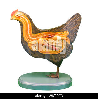 Chicken anatomy with its muscular system Stock Photo - Alamy