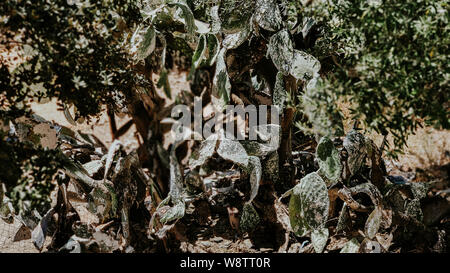 Prickly pear cactus (nopal) with Cochineal parasites (Dactylopius ...