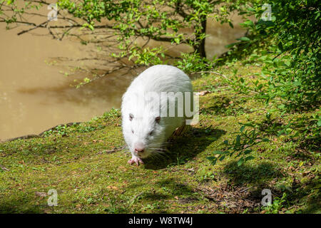 Large white nutria goes along the green coast of the pond. The coypu ...