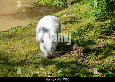 Large white nutria goes along the green coast of the pond. The coypu ...